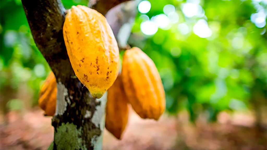 Correio do Brasil | Cacau recebe investimento pesado e volta com força